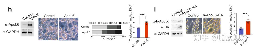Nature Comunications｜脂滴相关蛋白ApoL6 通过与 Perilipin1互作抑制脂肪分解 - 知乎