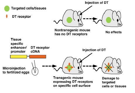 小鼠大用处丨细胞的条件性剔除 - 知乎