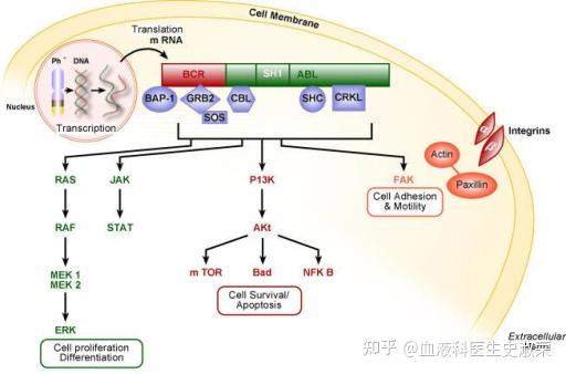 浅谈白血病常见致病基因BCR、ABL1、BCR-ABL1、JAK2的意义 - 知乎