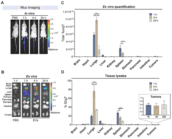 IVIS活体成像应用聚焦——外泌体研究 - 知乎