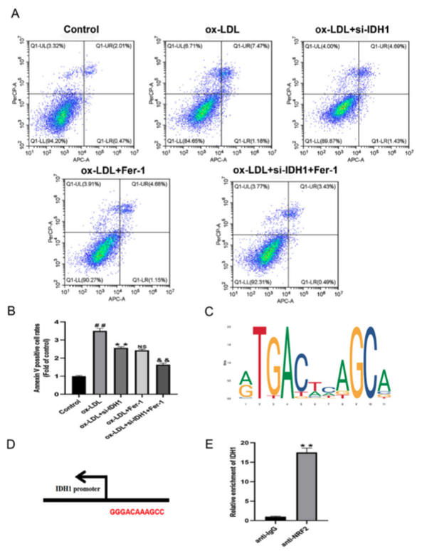 Biology丨IDH1 通过促进巨噬细胞铁死亡从而生成泡沫细胞 - 知乎