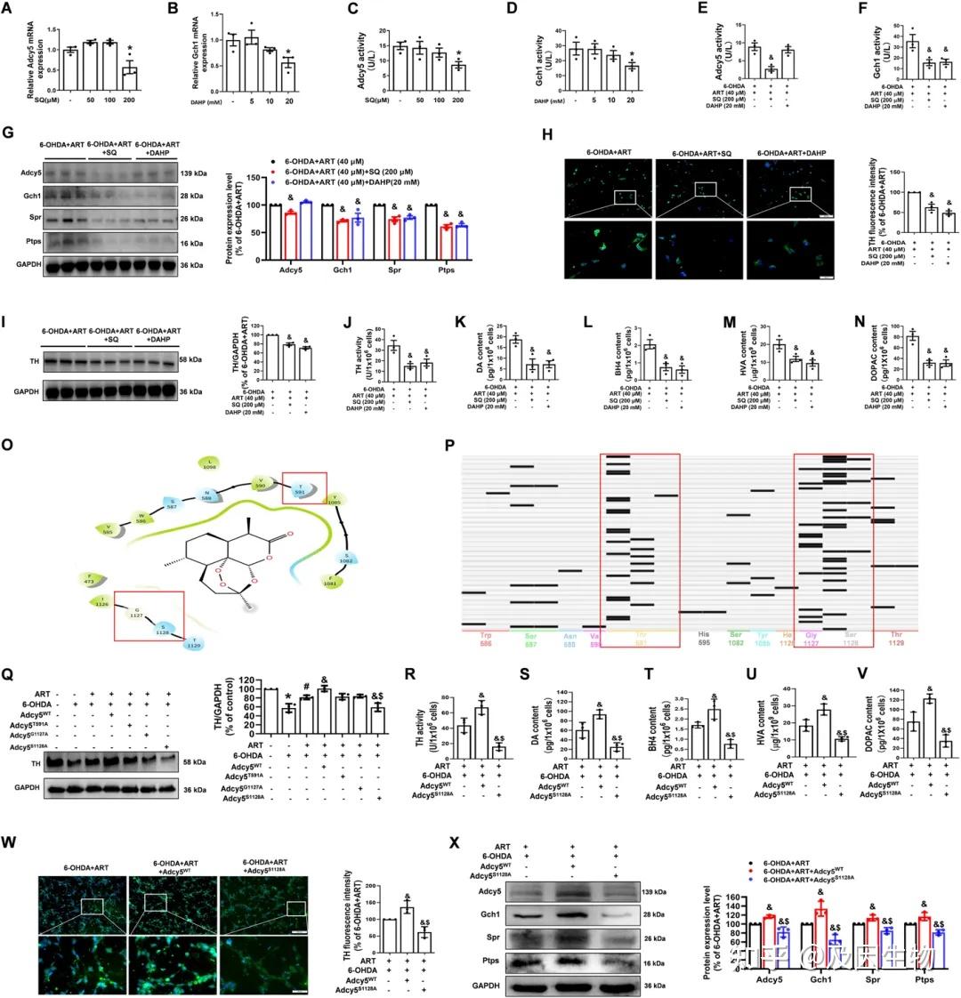 Genome Biology丨蛋白组学 + 代谢组学：青蒿素通过激活 Adcy5、升高 BH4，让帕金森大鼠重获运动能力 - 知乎