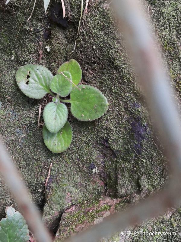 ﹝物种小结﹞中华报春苣苔 Primulina dryas - 知乎