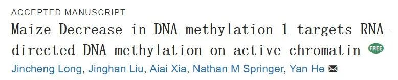 Plant Cell | 中国农业大学贺岩课题组揭示玉米DDM1参与RdDM途径的机制 - 知乎