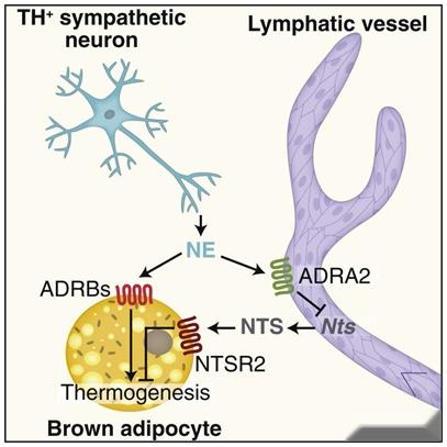 新靶点：一文读懂SORT1/Sortilin全球在研及临床进展汇总 - 知乎