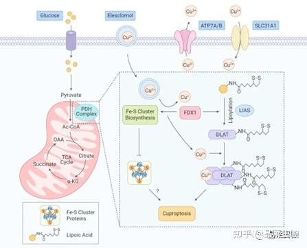 【铜死亡】铜诱导肿瘤细胞死亡机制及其在肿瘤治疗中的应用 - 知乎