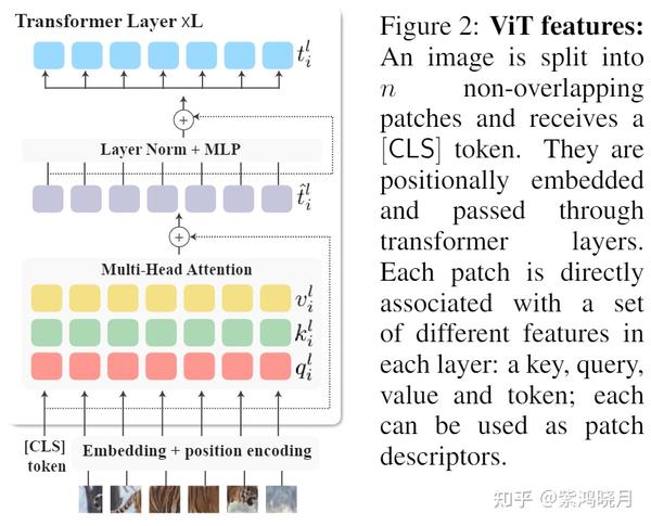 Deep ViT Features as Dense Visual Descriptors - 知乎