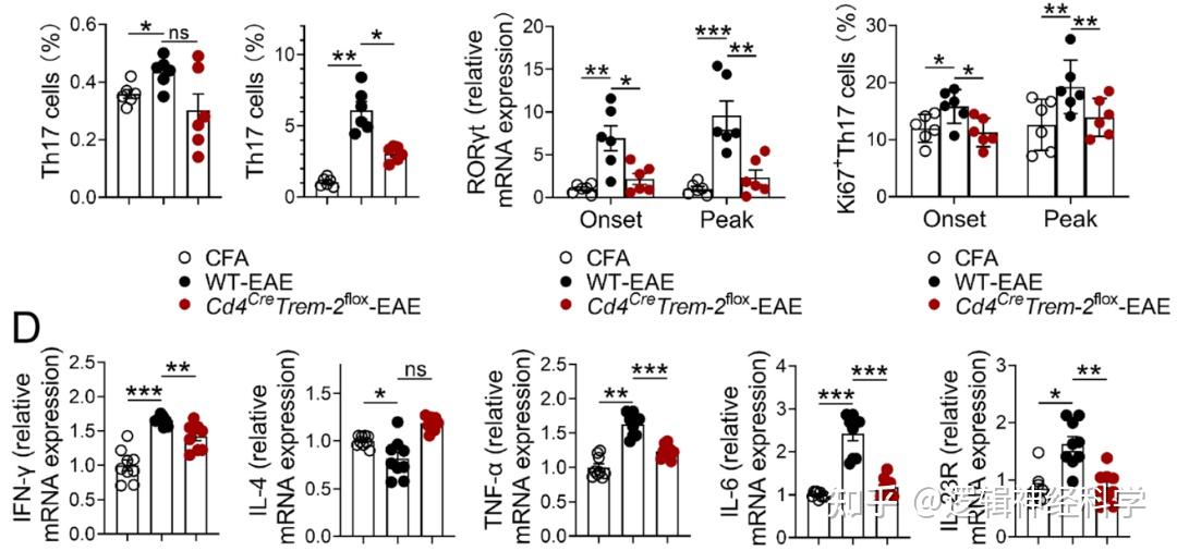 Neurosci Bull︱中大五院黄曦团队揭示TREM-2对多发性硬化中致病性Th17细胞的分化和因子分泌功能的调控。 - 知乎