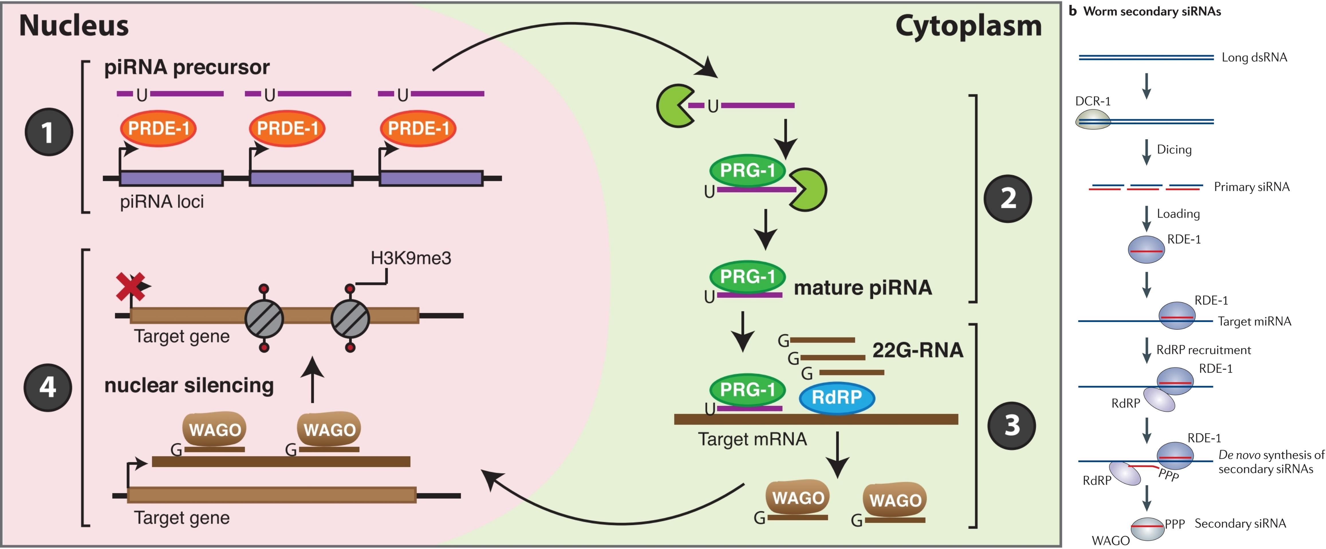 RNA干扰（一）——mi-！si-！pi-！ - 知乎