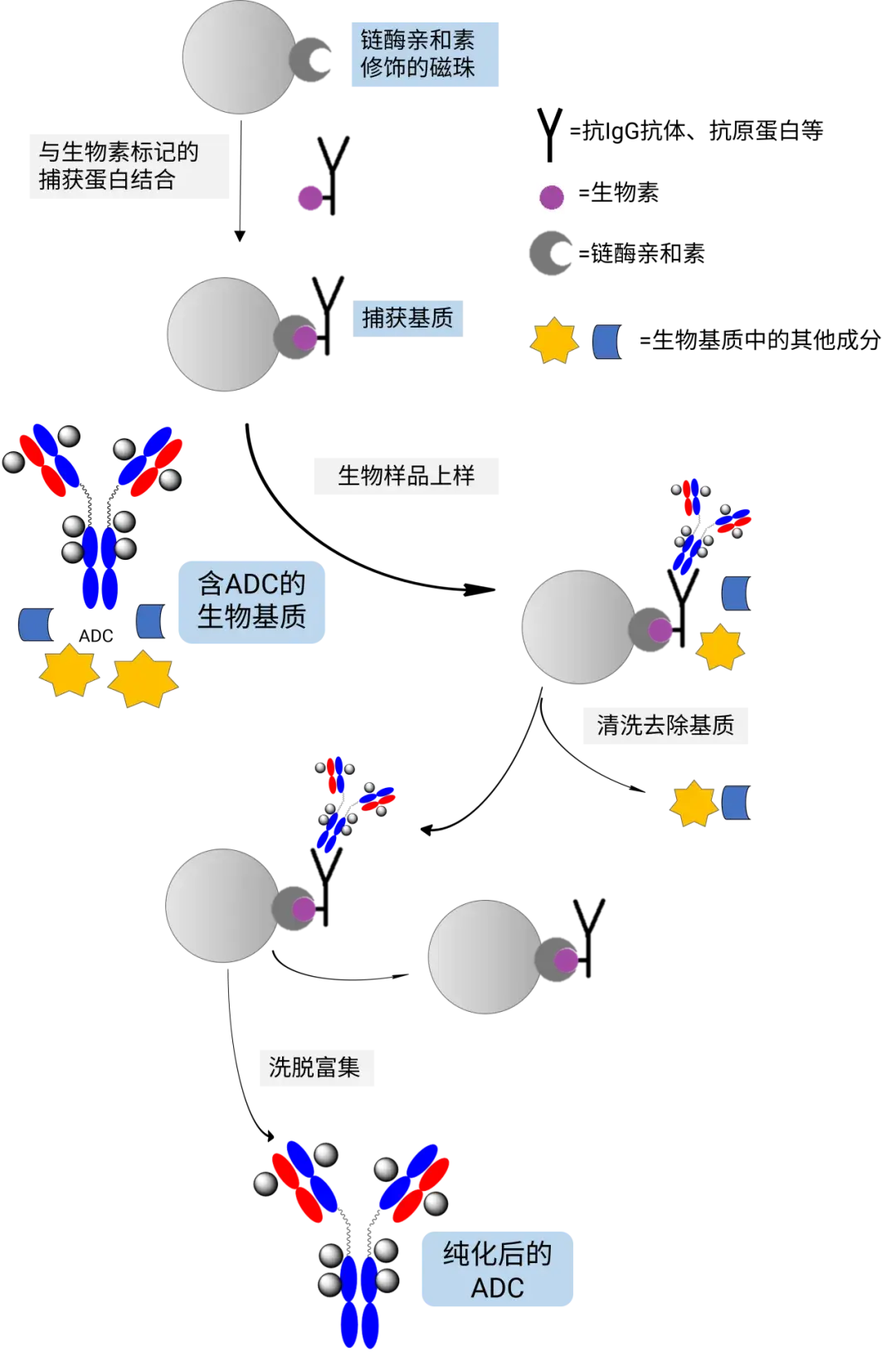 深度分享丨抗体偶联药物（ADC）的DAR值测定策略与难点 - 知乎