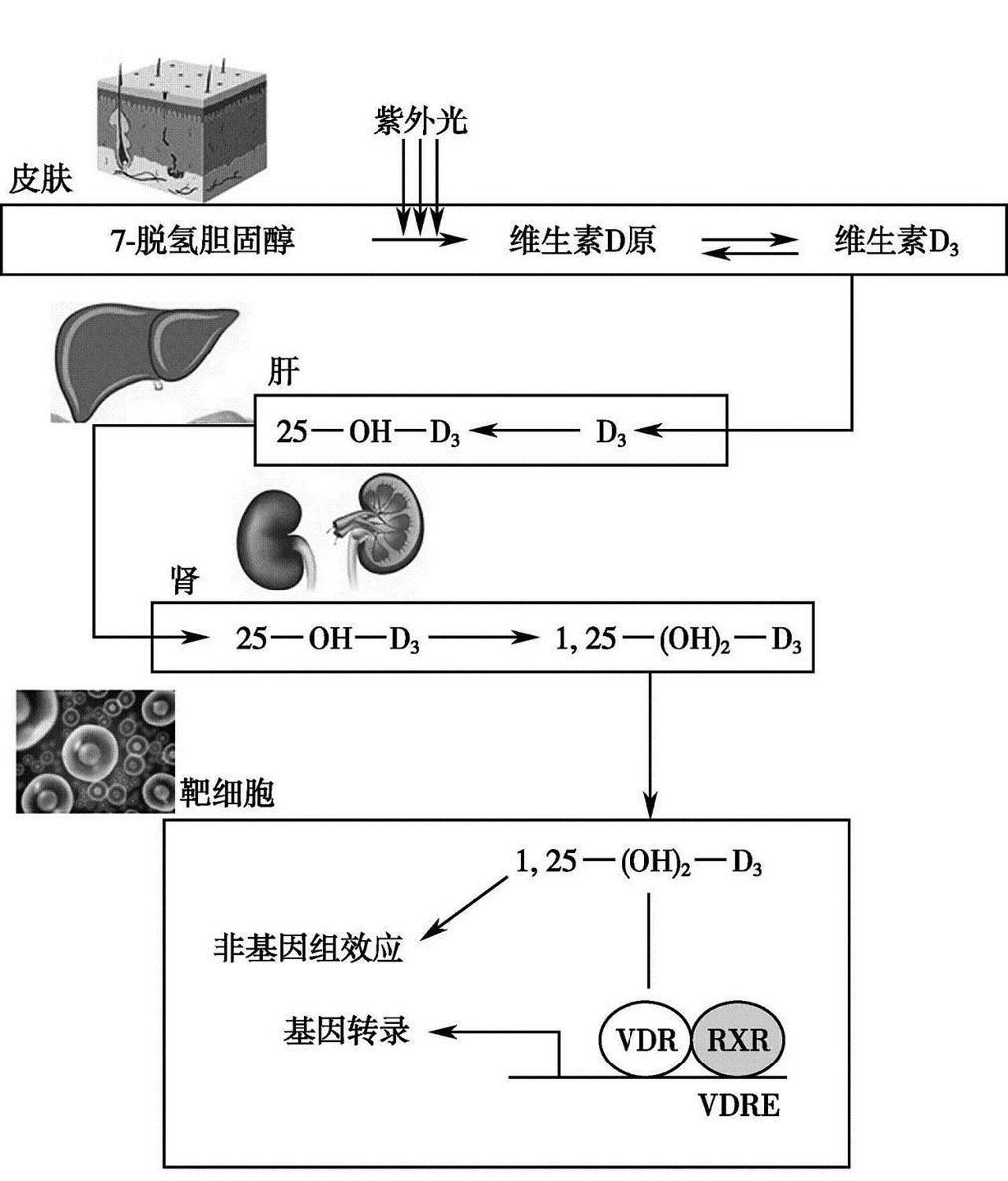 第二节 维生素D - 知乎