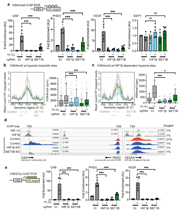 Nature Genet|缺氧诱导因子HIF复合体招募组蛋白甲基转移酶SET1B激活缺氧诱导基因 - 知乎