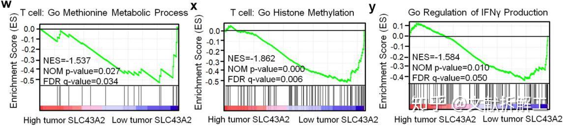 【Nature论文拆解】癌症SLC43A2改变T细胞甲硫氨酸代谢和组蛋白甲基化 - 知乎