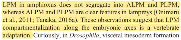 脊椎动物中胚层分化-侧板中胚层 - 知乎