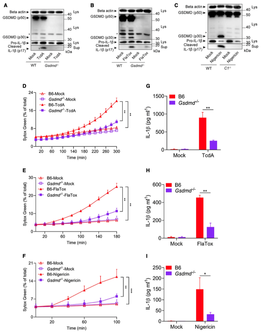 EMBO丨GSDMD驱动中性粒细胞独立于NETs的焦亡 - 知乎
