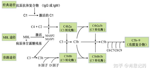 如何记住所有FDA批准生物药？| 补体C5抑制剂 | 舒立瑞 ®依库珠单抗 | 治疗阵发性睡眠性血红蛋白尿症、非典型溶血性尿毒症等 - 知乎
