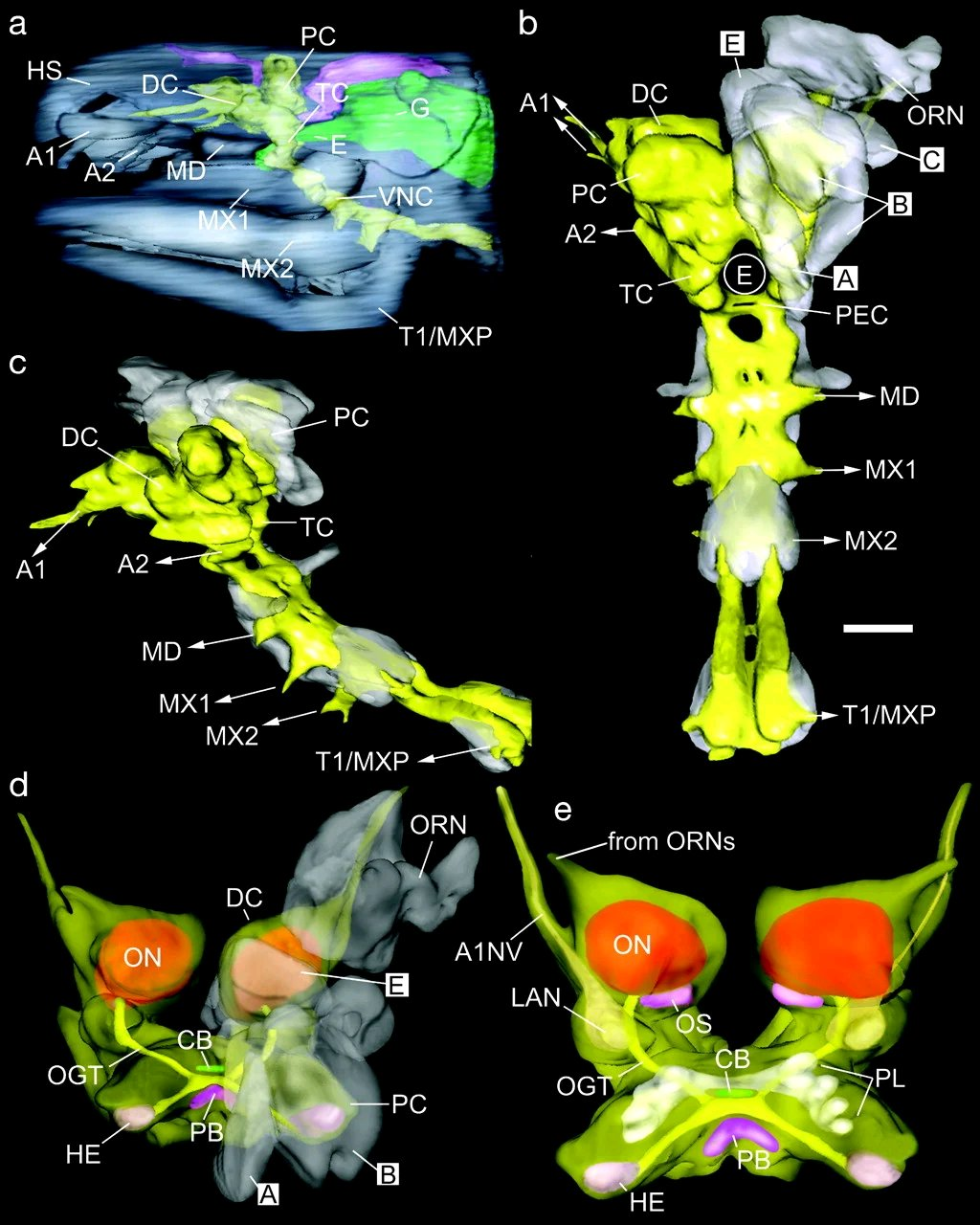 桨足纲Remipedia：遁入幽冥，海洋洞穴顶级掠食者，此生不见黎明 - 知乎