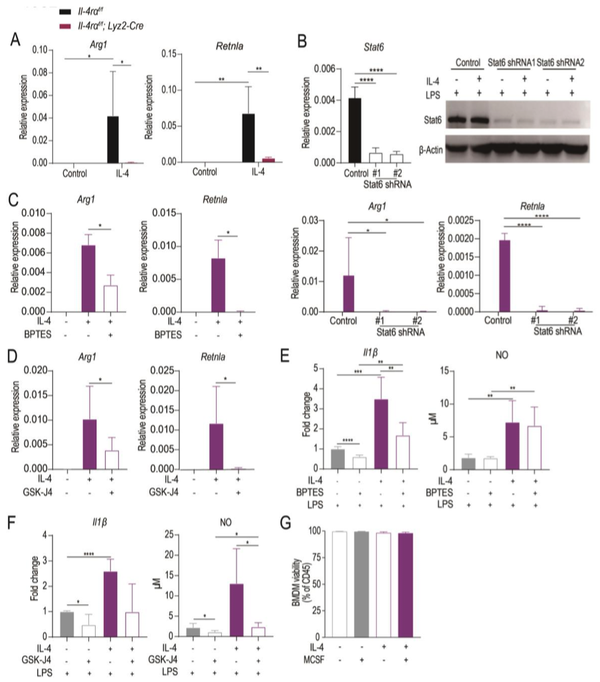 Cell Reports丨糖酵解/HIF-1α 轴定义了 IL-4 训练的巨噬细胞的炎症反应 - 知乎