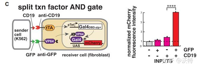 2016[Cell] 利用合成Notch受体（synNotch）定制细胞传感和反应行为 - 知乎