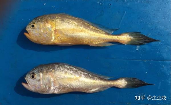 Frontiers in Genetics发布棘头梅童鱼染色体级别基因组图谱 - 知乎