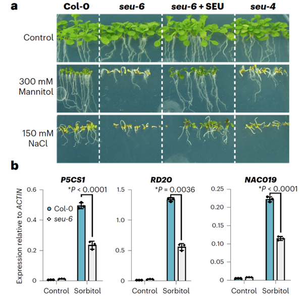专家点评 Nature Chem Biol | 方晓峰/林荣呈合作揭示植物感知渗透胁迫新机制 - 知乎