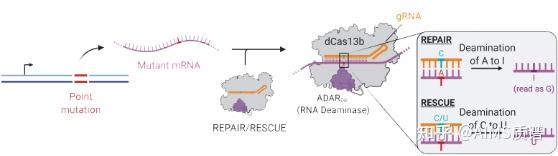 利用RNP法基因敲除在丝状真菌中实现高效基因组编辑 - 知乎
