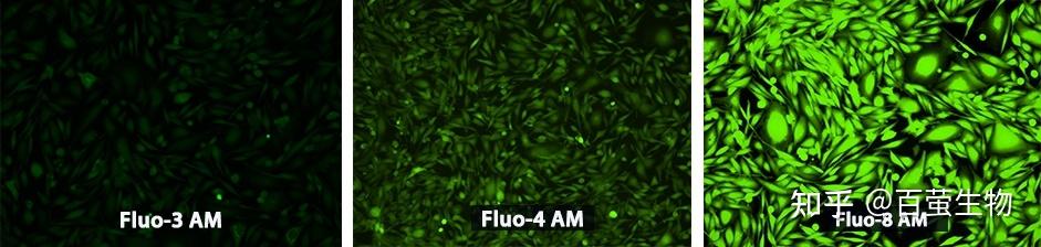 百萤问号之钙离子荧光探针Fluo4AM适用仪器有哪些 - 知乎