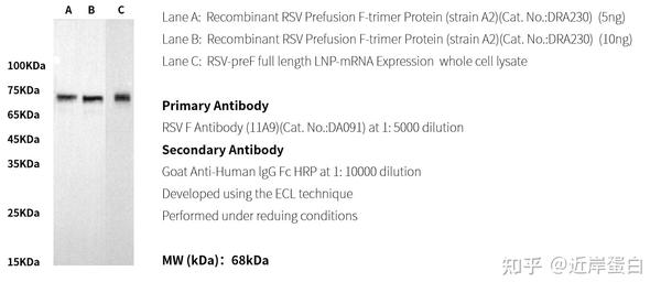 病原体系列——呼吸道合胞病毒RSV，近岸蛋白经验证的RSV Pre-F抗原抗体助力诊断试剂和疫苗药物开发 - 知乎