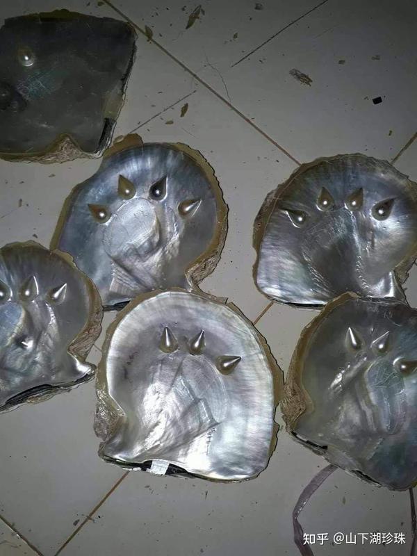 马贝珍珠大致分类 - 知乎