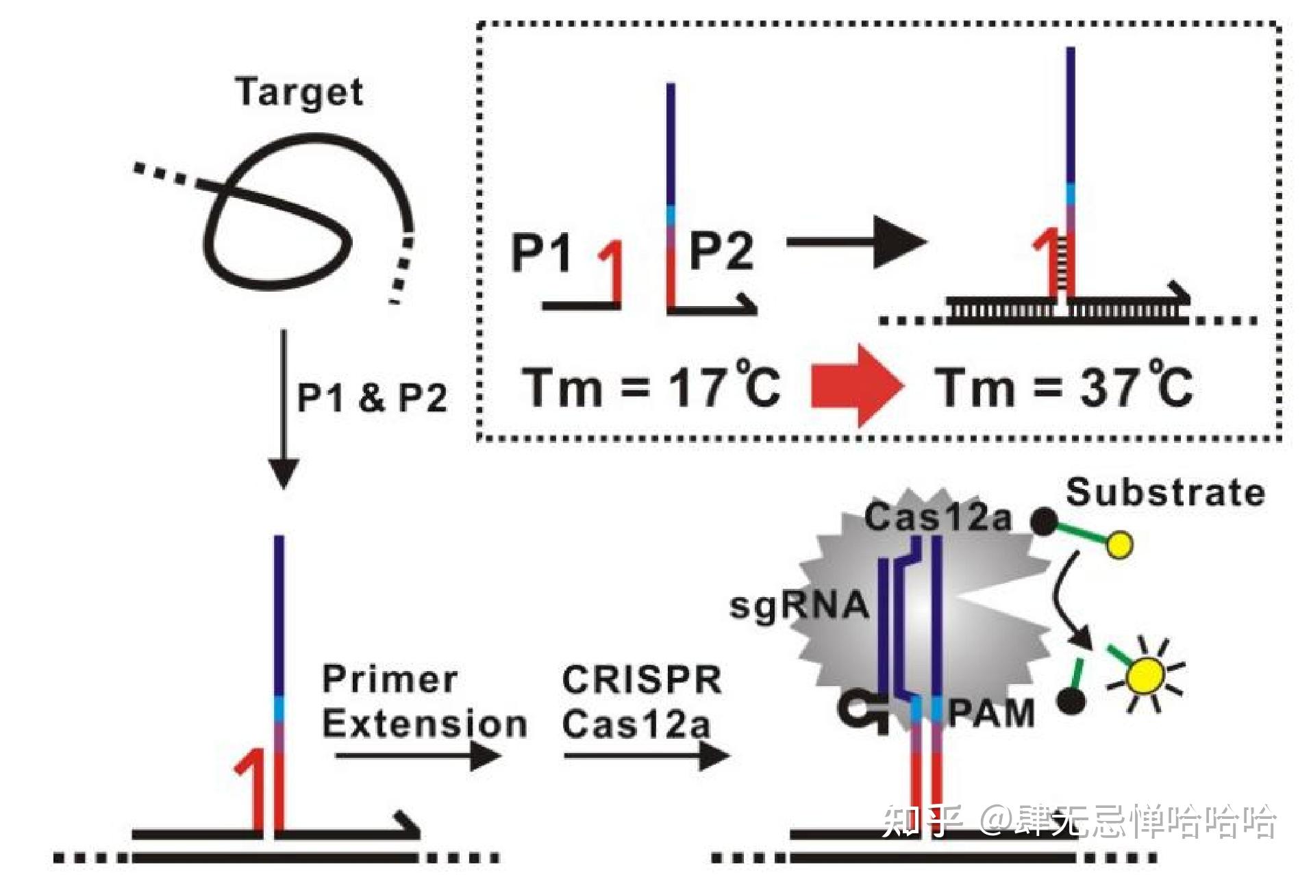 基于CRISPR/Cas12a的荧光传感器用于特定信号的检测 - 知乎