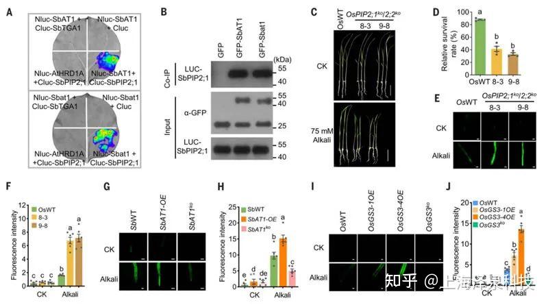 Science重磅：中国科学家首次发现编码Gγ蛋白的AT1耐盐碱基因，可大幅增强作物耐盐碱性并提高产量 - 知乎