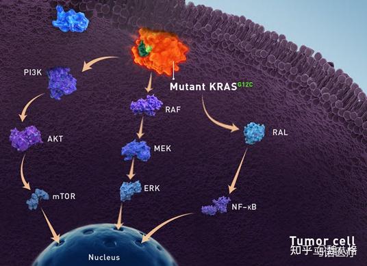 FDA批准第一个KRAS靶向药 - 知乎