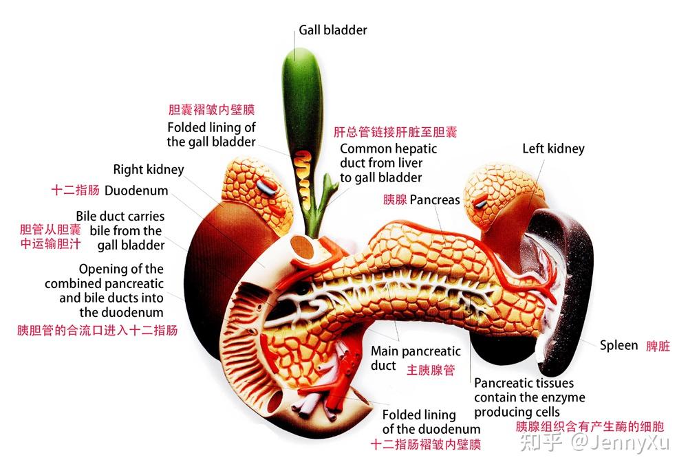 Digestion 03 - Gall bladder and bile - 知乎