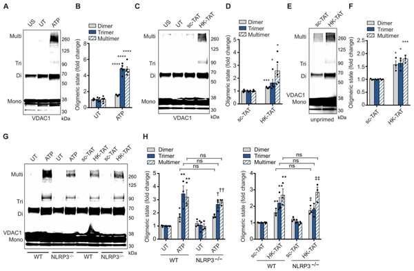 Science Immunology丨己糖激酶从线粒体解离促进 VDAC 寡聚化，从而促进 NLRP3 炎性体组装和激活 - 知乎