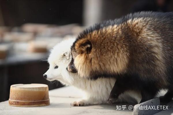 #1 貉子的分类/分布/价值/主要习性介绍 - 知乎