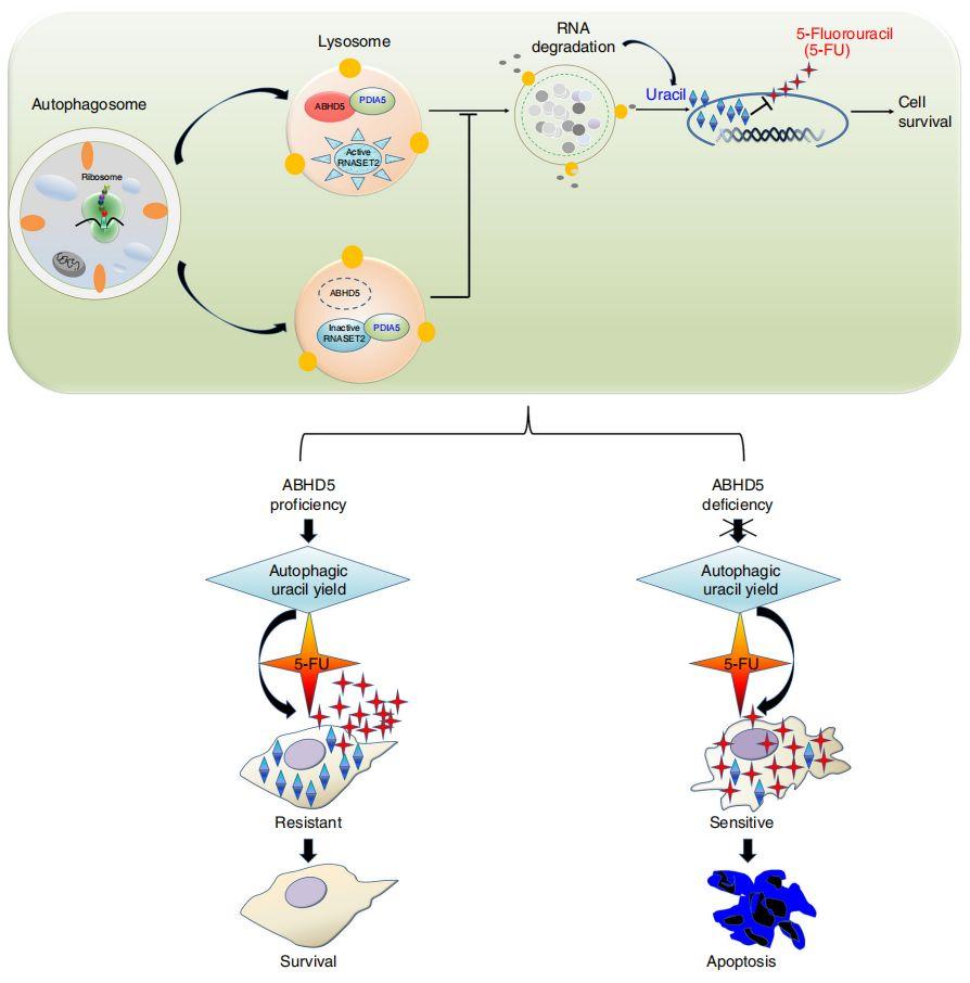 ABHD5 调控细胞自噬依赖的嘧啶合成介导结肠癌对5-FU 的药物敏感性改变 - 知乎
