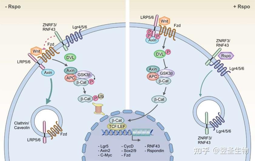 RSPO1-类器官培养的关键细胞因子 - 知乎