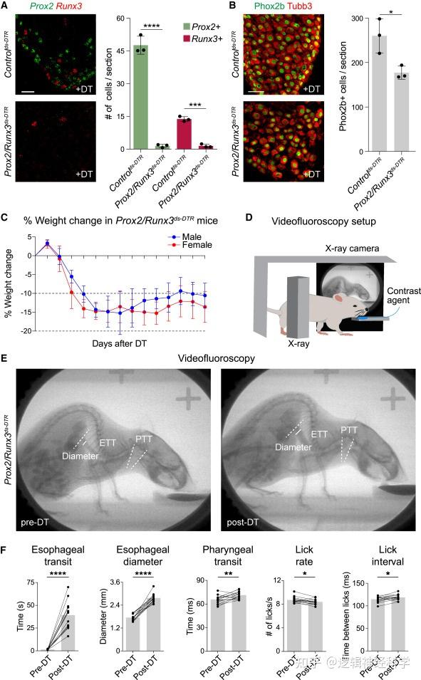 Neuron︱德国柏林马克斯·德尔布吕克分子医学中心团队发现Prox2和Runx3迷走神经感觉神经元调节食管运动 - 知乎