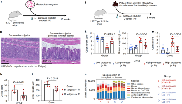 Nature Microbiology|溃疡性结肠炎的罪魁祸首：普通拟杆菌的蛋白酶 - 知乎