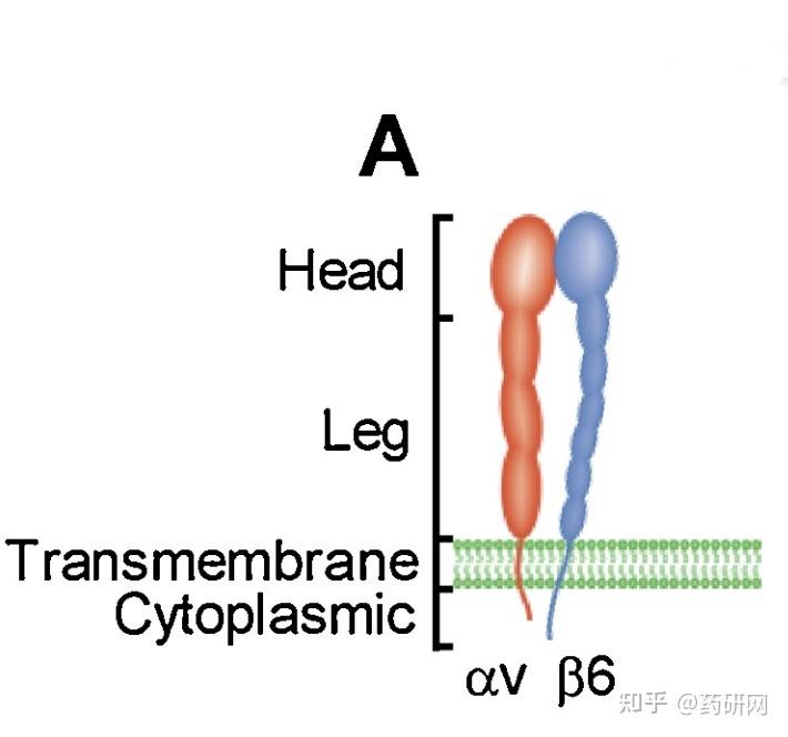 Seagen押注的癌症潜力靶点：ITGB6 - 知乎