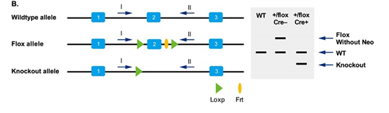 Cre-lox系统介绍及使用汇总 - 知乎