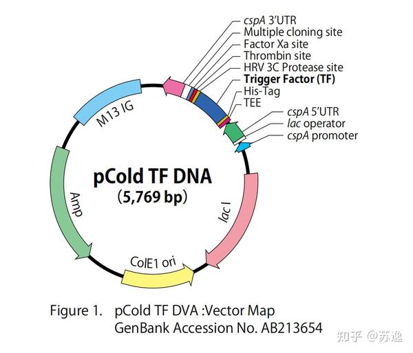 pCold系列载体介绍pCold-SUMO/pCold-TF/pCOld-GST - 知乎