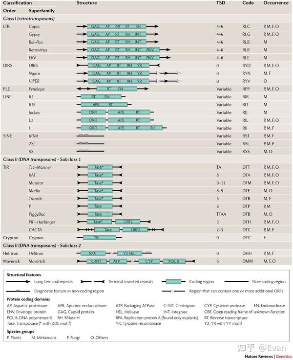 转座子（TE）重头注释流程 - 知乎
