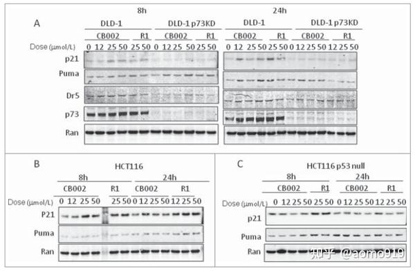 ChemBridge抗肿瘤化合物筛选恢复P53信号通路 - 知乎