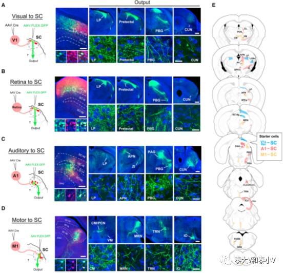 顺行跨突触病毒AAV1研究进展 - 知乎