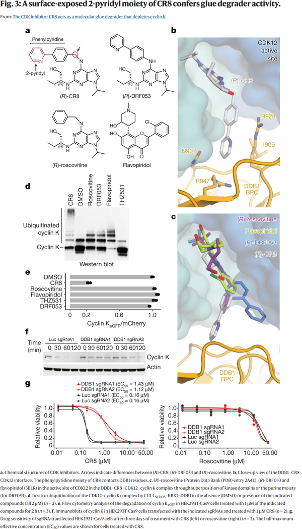 非度胺类molecular glue degrader之CR8 - 知乎