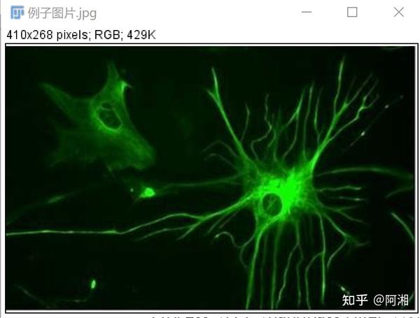 ImageJ分析细胞形态 - 知乎
