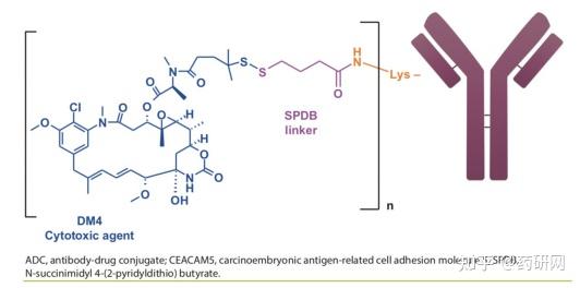 Seagen/Sanofi启动CEACAM5 ADC临床 - 知乎