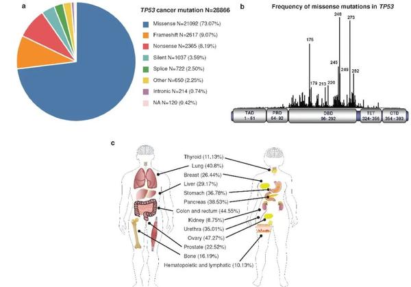 STTT 综述︱中南大学湘雅医院陈永恒/危蝴蝶团队评述抑癌基因TP53的新进展 - 知乎