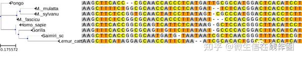使用ETE包让系统发育树（进化树）和多重序列比对（MSA）“同框” - 知乎